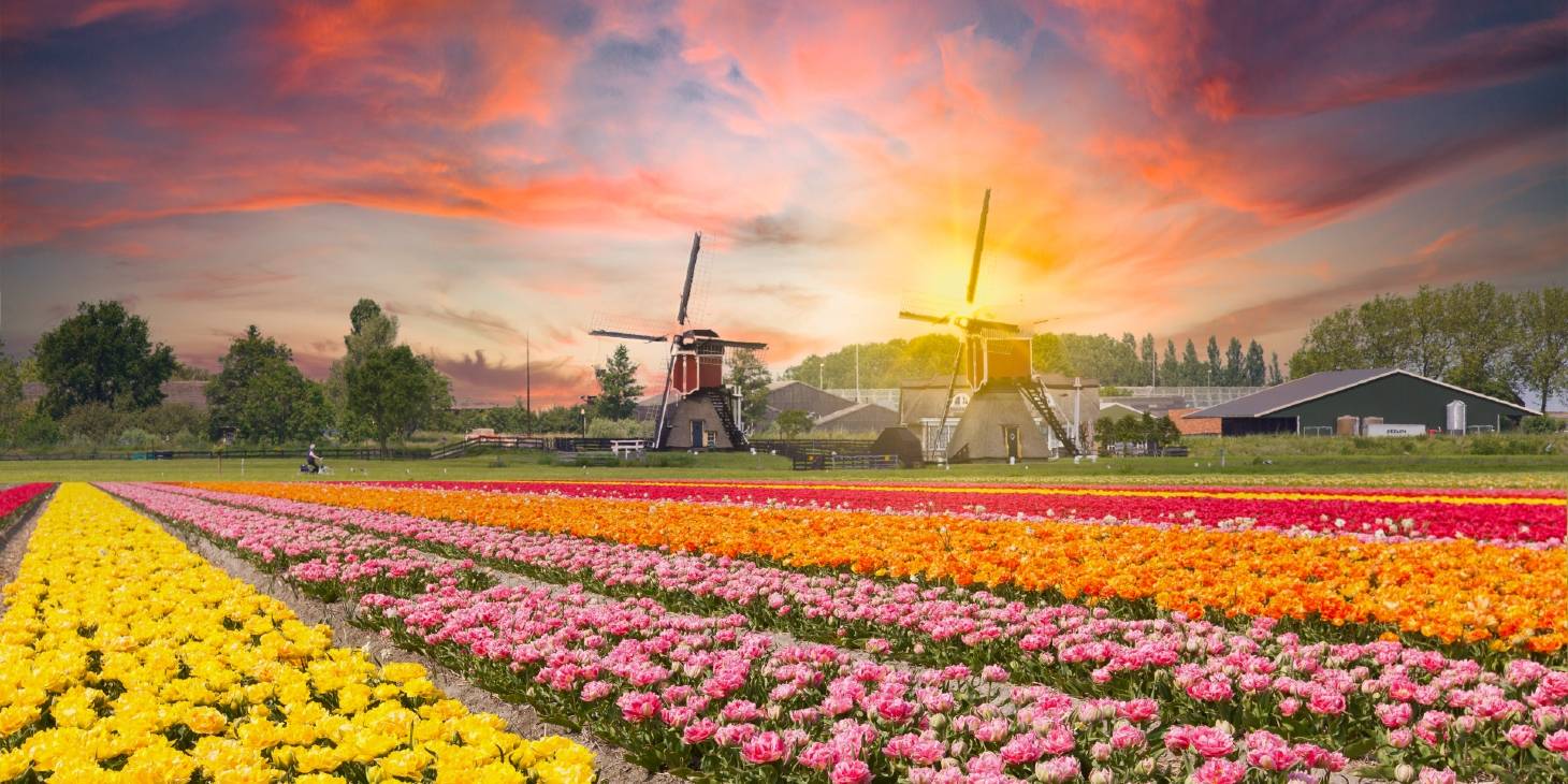 Fietsen langs de bollenvelden - RonReizen