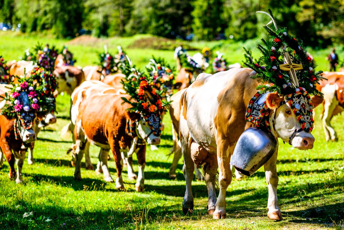 5 x Almabtrieb festival in Tirol - RonReizen