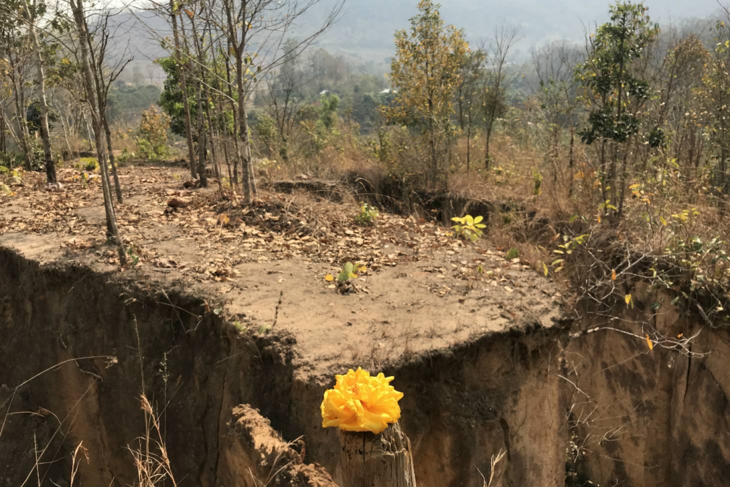 Thailand tip: eten bij Land Split in Pai - RonReizen