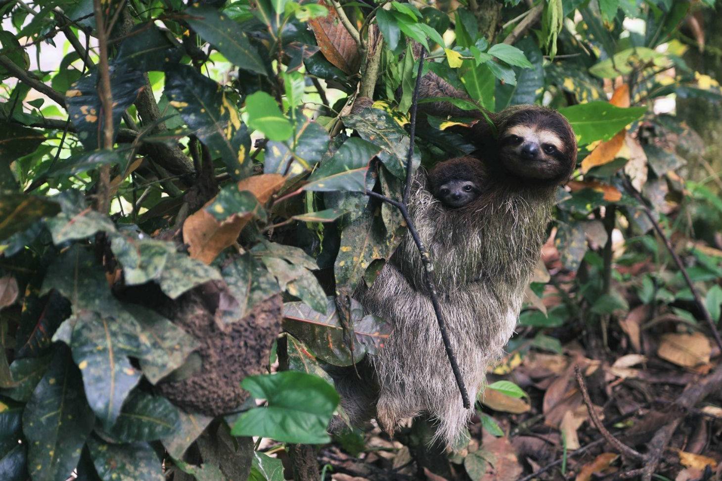 Luieren tussen de luiaards in Costa Rica - RonReizen